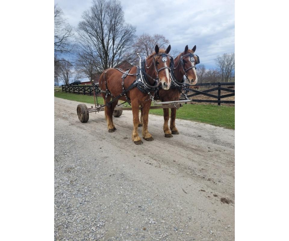 Yoder Bros. Large Horse & Carriage Auction